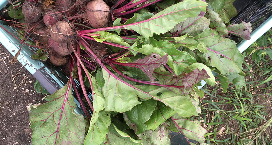 The Eldred Farm | Hand-powered, organic family farm in Barbados ...